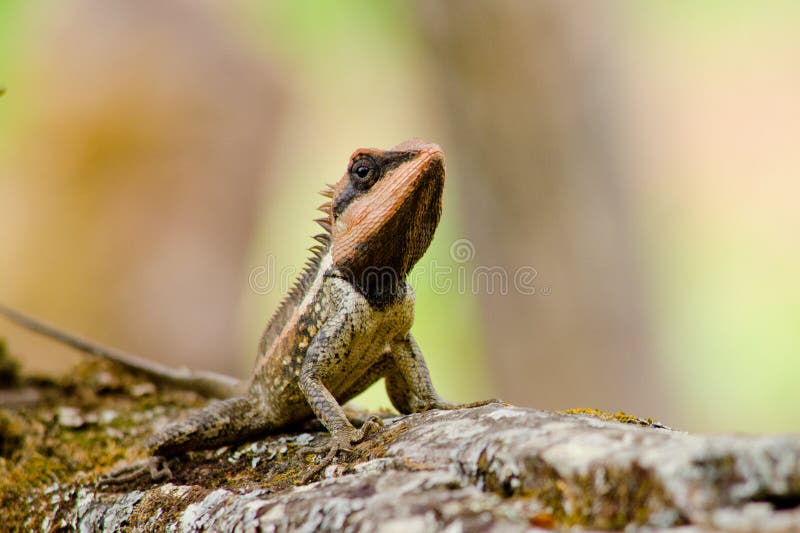 Orangr spiny lizard stock photo. Image of environment - 47732258