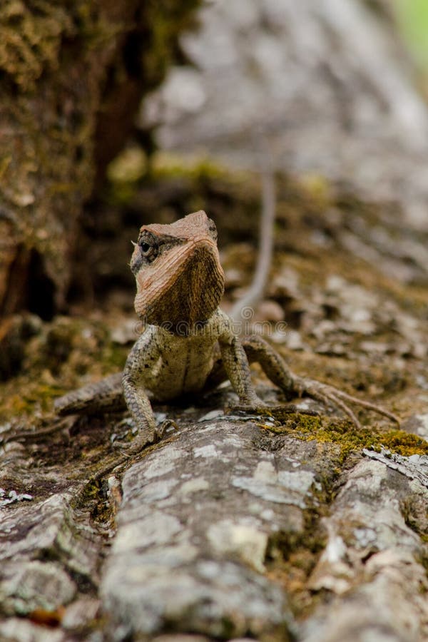 Orangr spiny lizard stock image. Image of forest, corcovado - 47732553