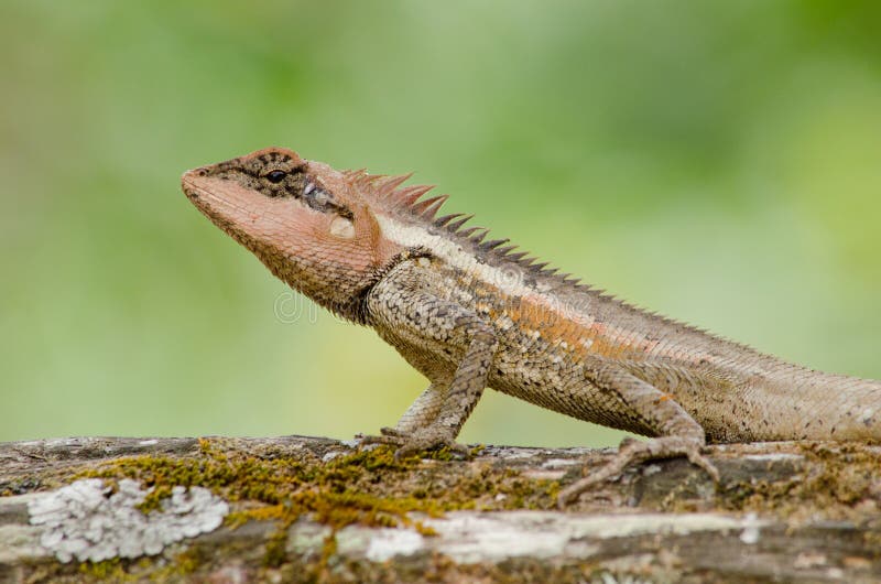 Orangr spiny lizard stock photo. Image of forest, rock - 47732706