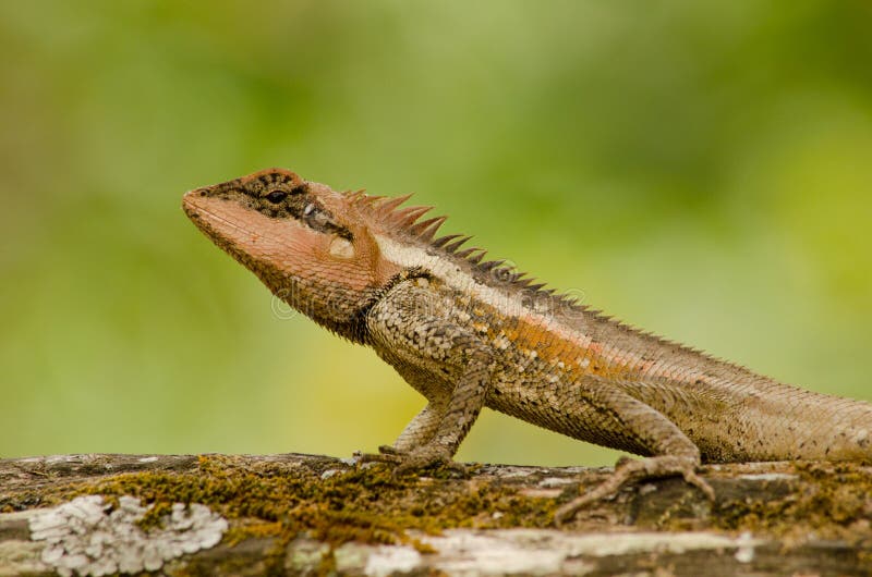 Orangr spiny lizard stock image. Image of dragon, ground - 47732845