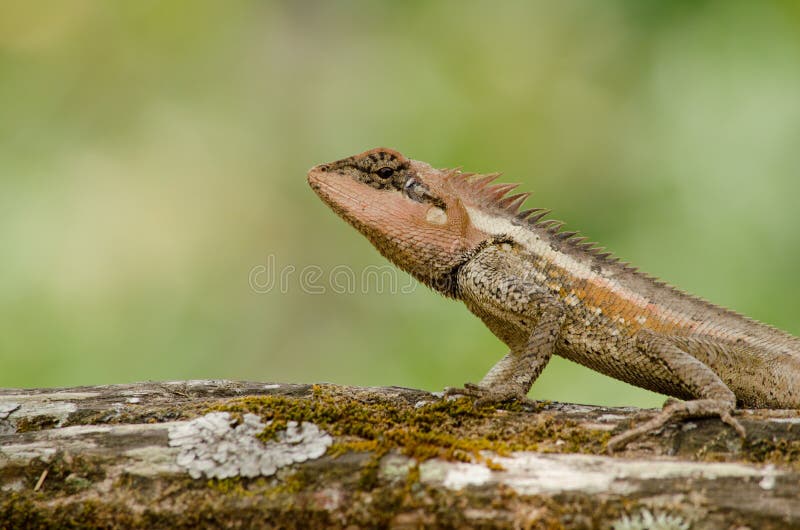 Orangr spiny lizard stock image. Image of environment - 47732929