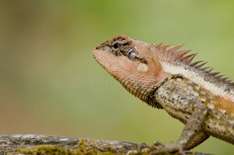 Orangr spiny lizard stock image. Image of mouth, isolated - 47733133
