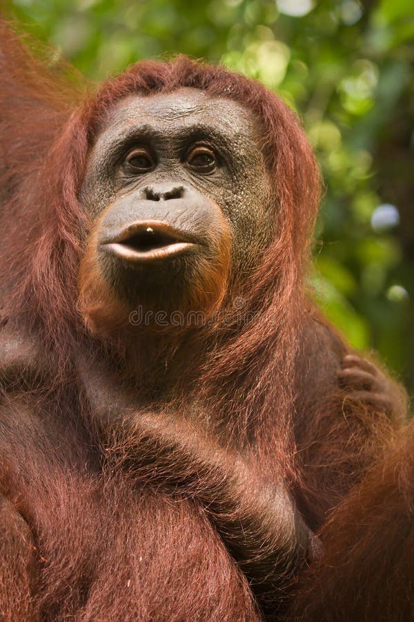 Mirada Fija De Un Beb? Del Orangut?n, Colgando En Cuerda Gruesa Un ...