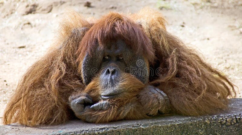 Orangután 13 imagen de archivo. Imagen de rojo, listo - 6949715