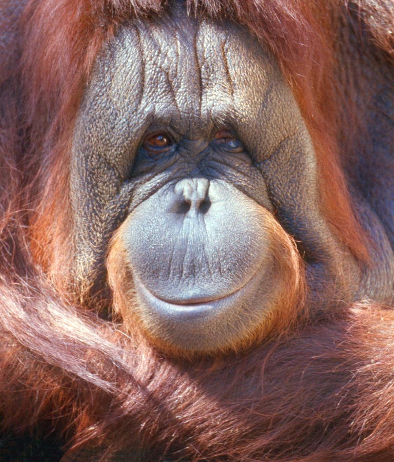 ORANGUTÁN imagen de archivo. Imagen de cara, subtropical - 1407015