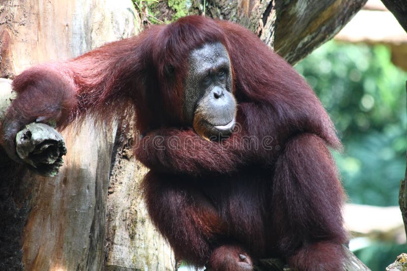 Orangután foto de archivo. Imagen de rojizo, cautivo - 14137276