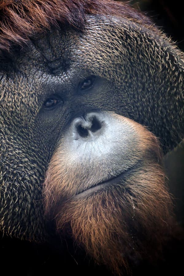 Mirada Fija De Un Beb? Del Orangut?n, Colgando En Cuerda Gruesa Un ...