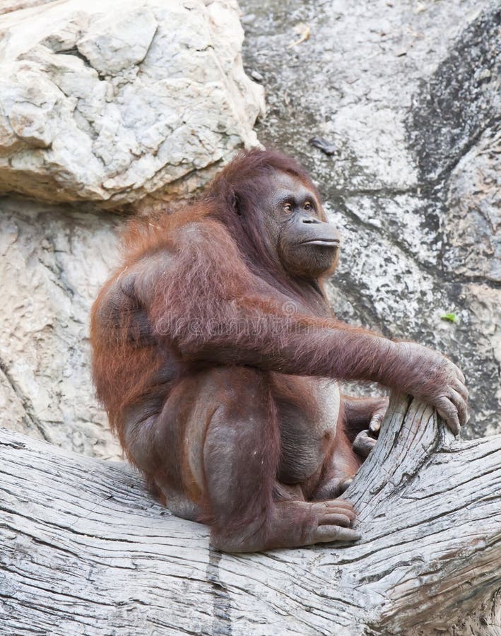 Orangután imagen de archivo. Imagen de tabaco, indonesia - 30896159
