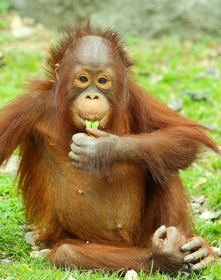 Orangután del bebé imagen de archivo. Imagen de expresivo - 29952045