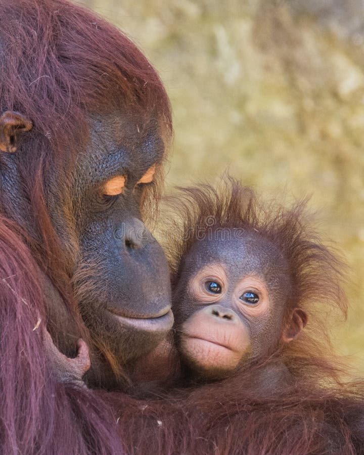 Orangután De Bebé Con Lechuga Comiendo Con La Mano Sobre La Cabeza ...