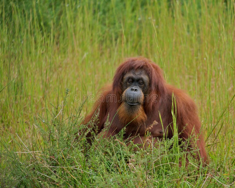 Mono Masculino Enorme Del Orangután, Naranja De Borneo, Asia Foto de ...