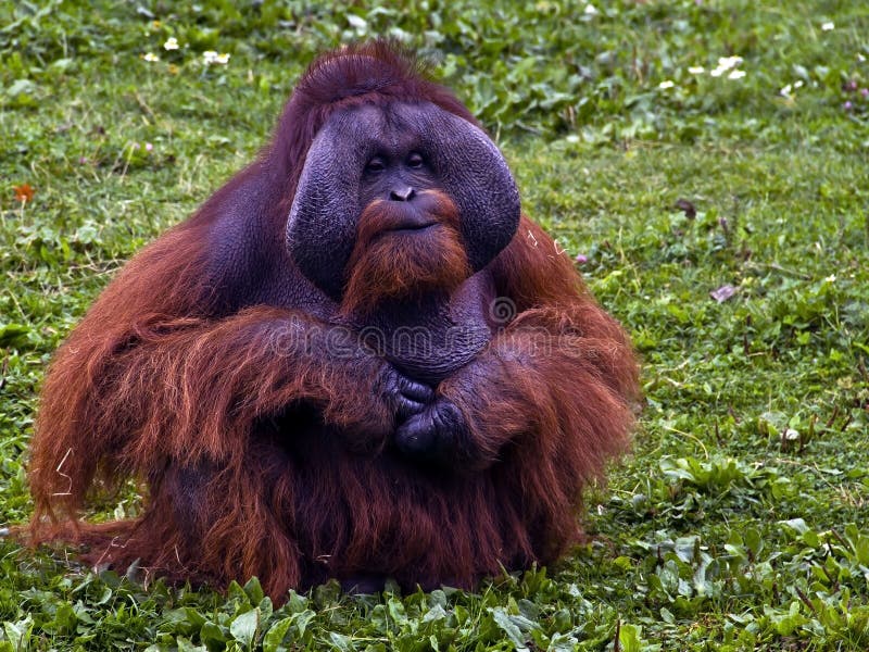 Orangután rojo imagen de archivo. Imagen de viejo, fauna - 24248931