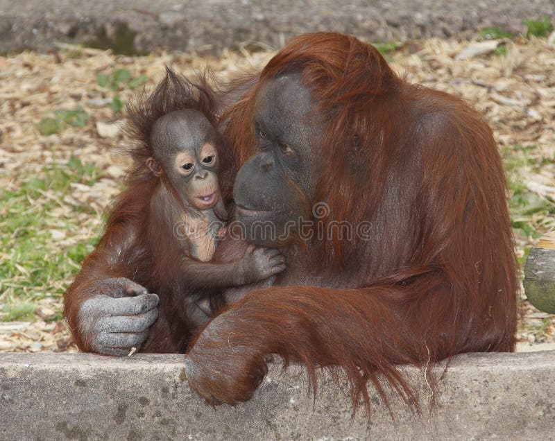 Orangután De Bebé Con Lechuga Comiendo Con La Mano Sobre La Cabeza ...