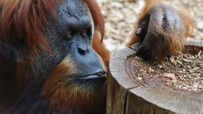 Orangut Que Se Inclina En Un Registro Imagen de archivo - Imagen de ...