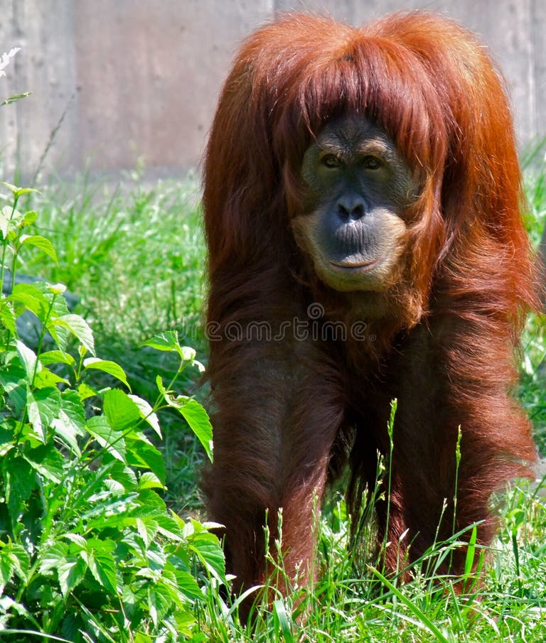 4,571 Female Orangutan Stock Photos - Free & Royalty-Free Stock Photos ...