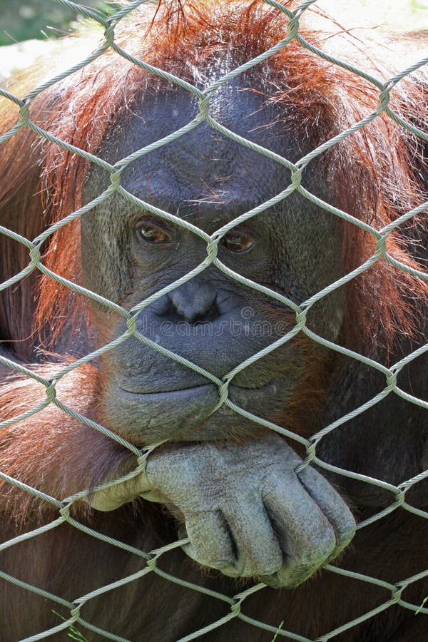 Sad Ape or Monkey is in the Cage. Animal Abuse, Neglect and Crue Stock ...