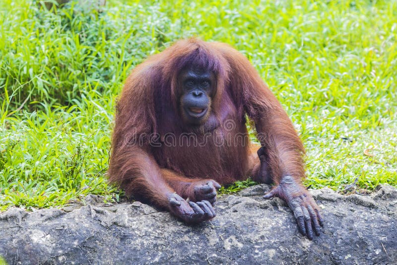 Orangutan stock photo. Image of biped, primate, captivity - 49159874
