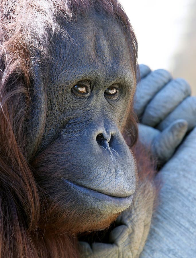 Orangutan or Ape Chilling in the Sun Looking Unhappy Stock Photo ...