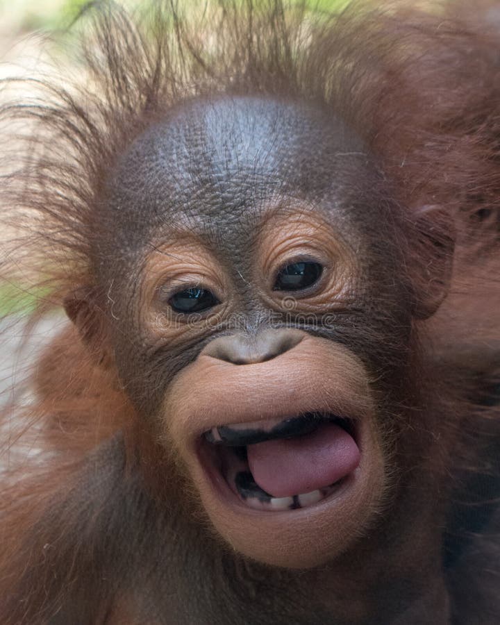 Orangutan - Baby with Funny Face Stock Image - Image of mammal, young ...
