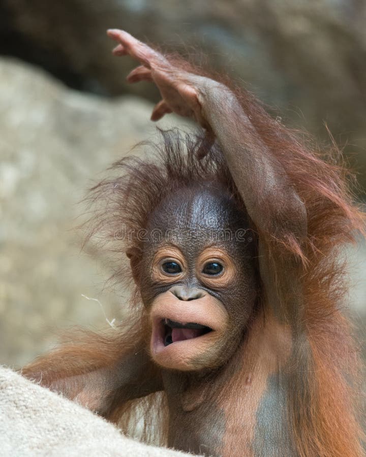103 Angry Orangutan Stock Photos - Free & Royalty-Free Stock Photos ...