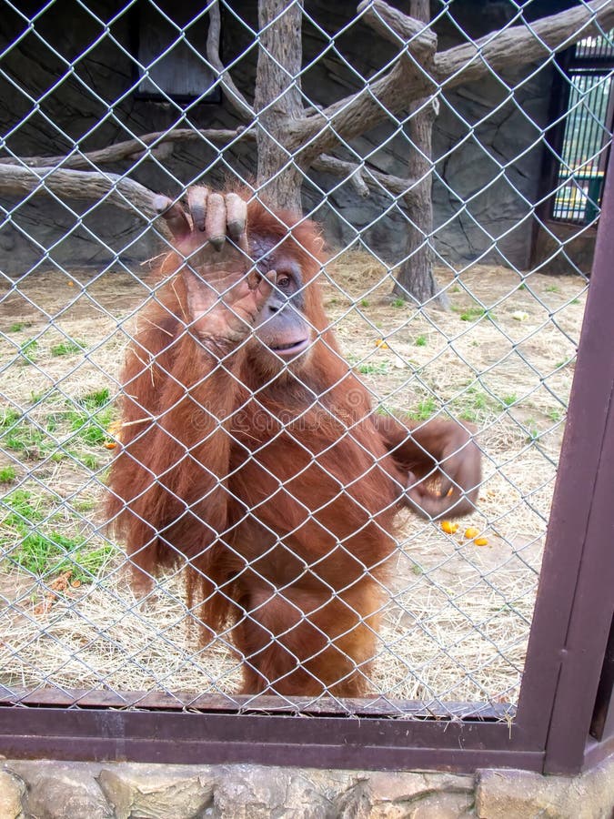 Sad Orangutan Behind Bars. Orangutans, Orang Utan - Forest Man, Pongo ...