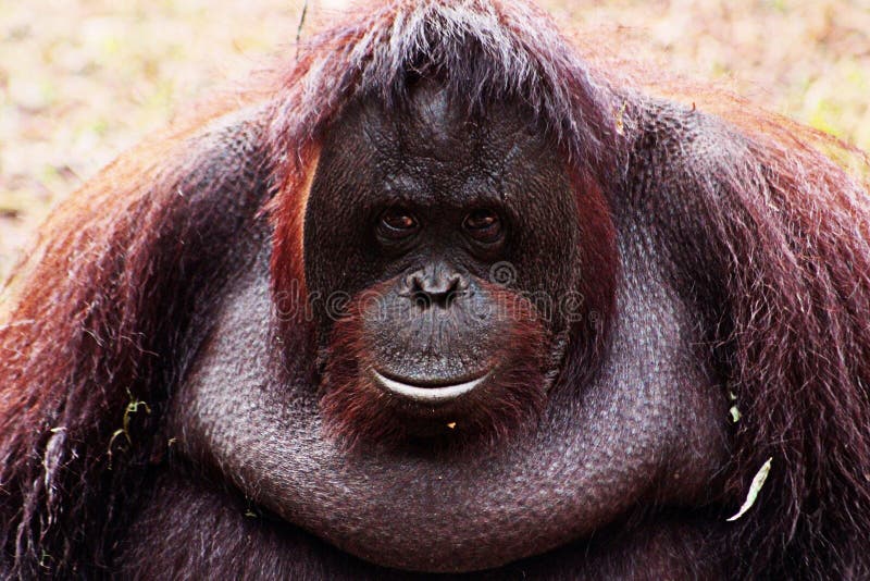 Orangutan the big monkey stock image. Image of utan - 263223039