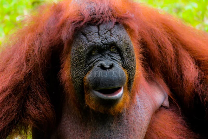 Orangutan at Borneo forest stock photo. Image of gorilla - 187984924