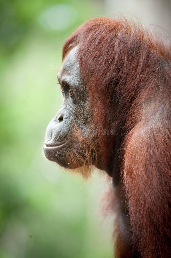 Orangutan borneo indonesia stock image. Image of indonesia - 78118011