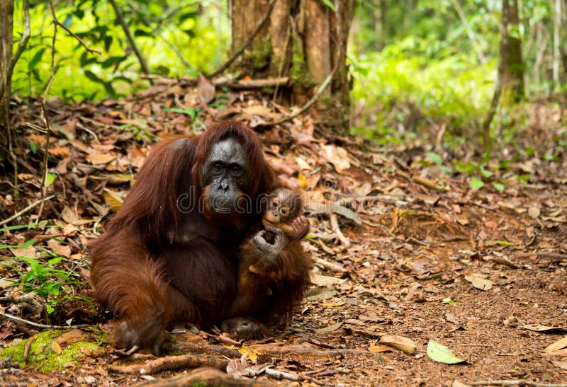 Orangutan in Borneo Indonesia. Stock Image - Image of borneo, friendly ...