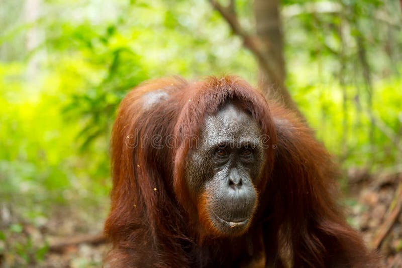 Orangutan in Borneo Indonesia. Stock Photo - Image of child, motherhood ...