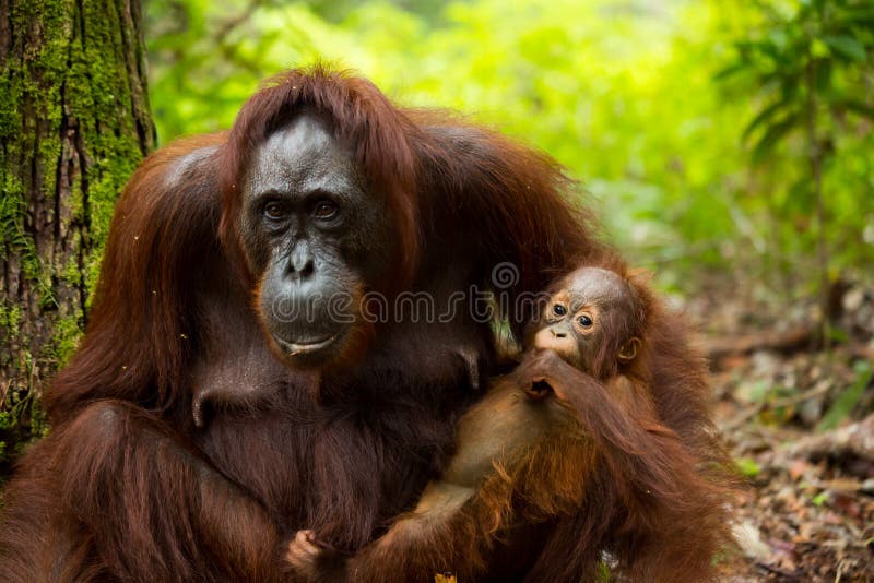 Orangutan in Borneo Indonesia. Stock Photo - Image of eating, friendly ...