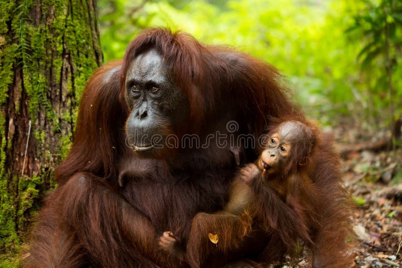 Orangutan in Borneo Indonesia. Stock Photo - Image of hang, friendly ...