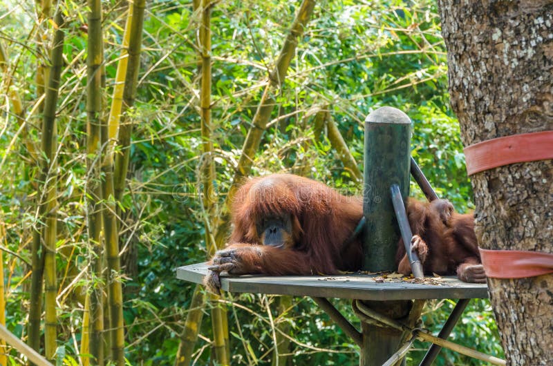 Pongo Pygmaeus stock photo. Image of female, hairy, species - 158082114