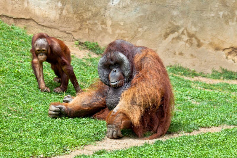 Orangutan of Borneo, Pongo Pygmaeus Stock Photo - Image of captivity ...