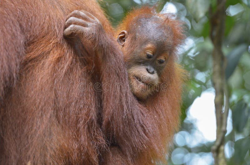 Orangutan, Bukit Lawang, Sumatra, Indonesia Stock Photo - Image of ...