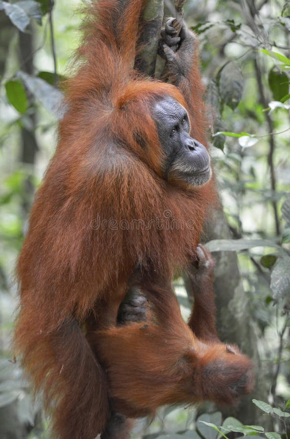 Orangutan, Bukit Lawang, Sumatra, Indonesia Stock Photo - Image of ...