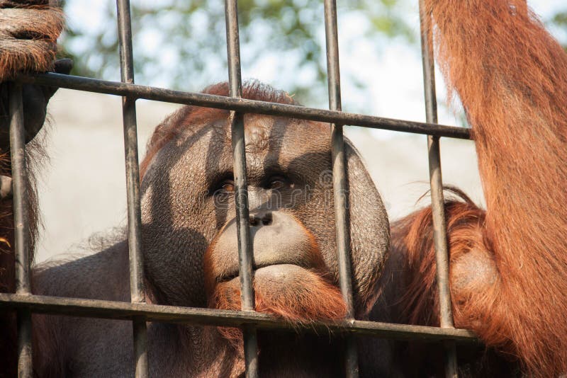 Sad Orangutan Stock Photos - Download 869 Royalty Free Photos
