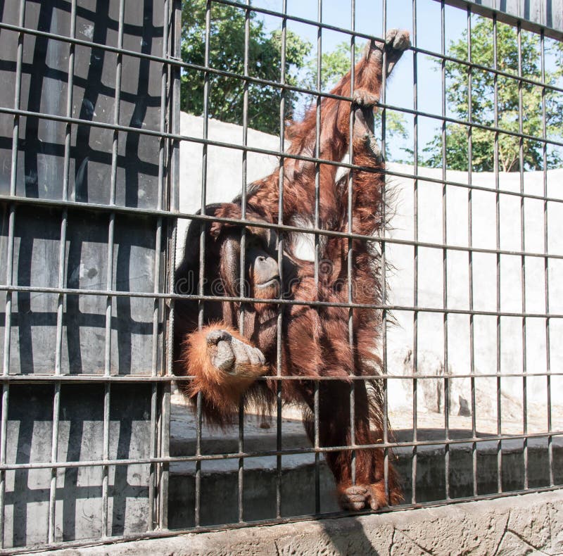 Orangutan in captivity stock photo. Image of monkey, primate - 67783830
