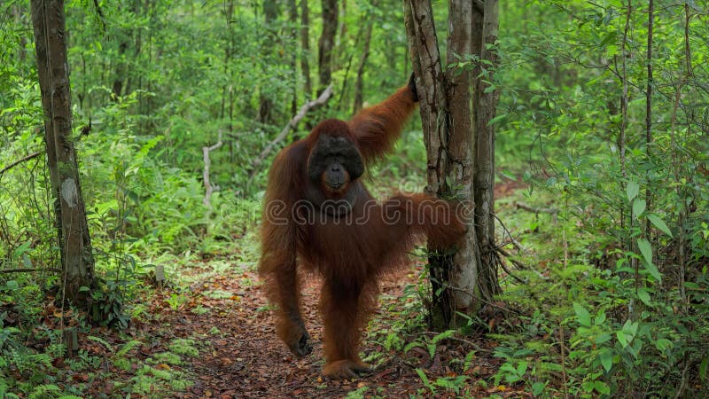 Male Orangutan Great Apes Perched in a Tree, Free Stock Photos and ...