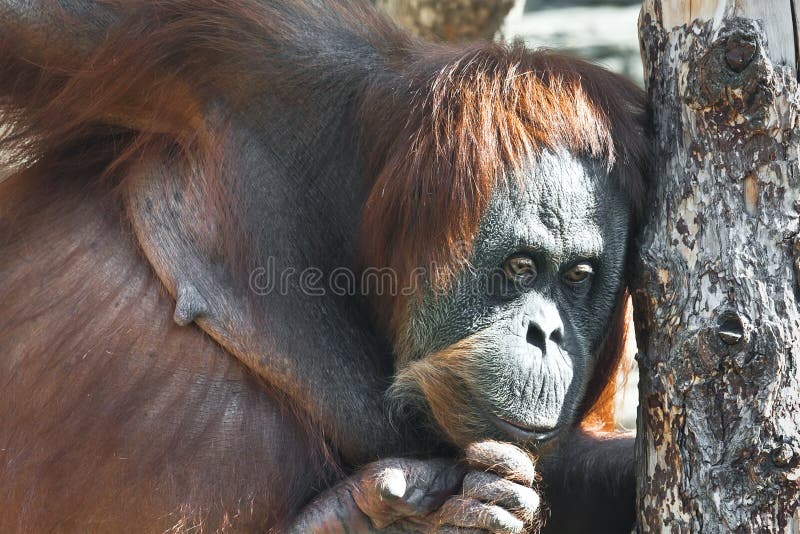Orangutan stock image. Image of face, hairy, primate - 35963065