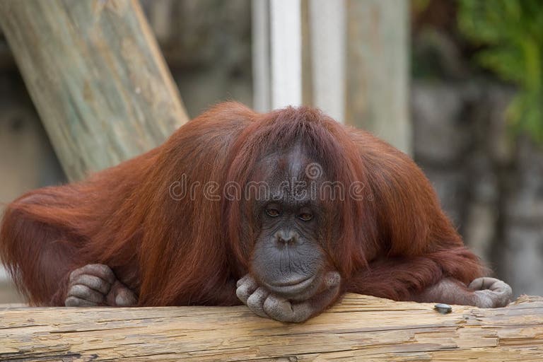 135 Monkey Pondering Stock Photos - Free & Royalty-Free Stock Photos ...