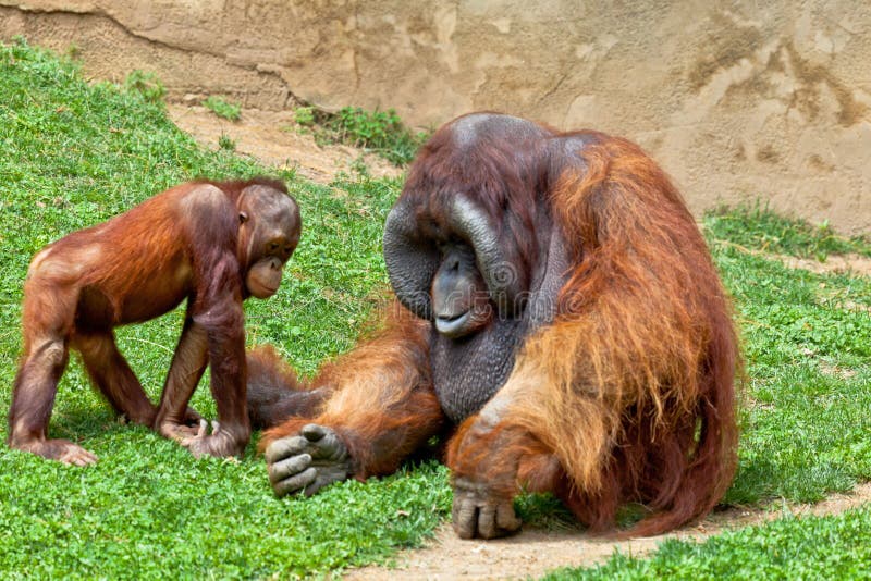 Orangutan Del Borneo, Pongo Pygmaeus Immagine Stock - Immagine di ...
