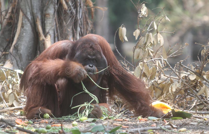 Orangutan eating stock photo. Image of animals, faces - 31230148