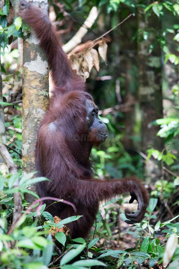 Orangutan Forest Climber stock image. Image of orang - 164137963