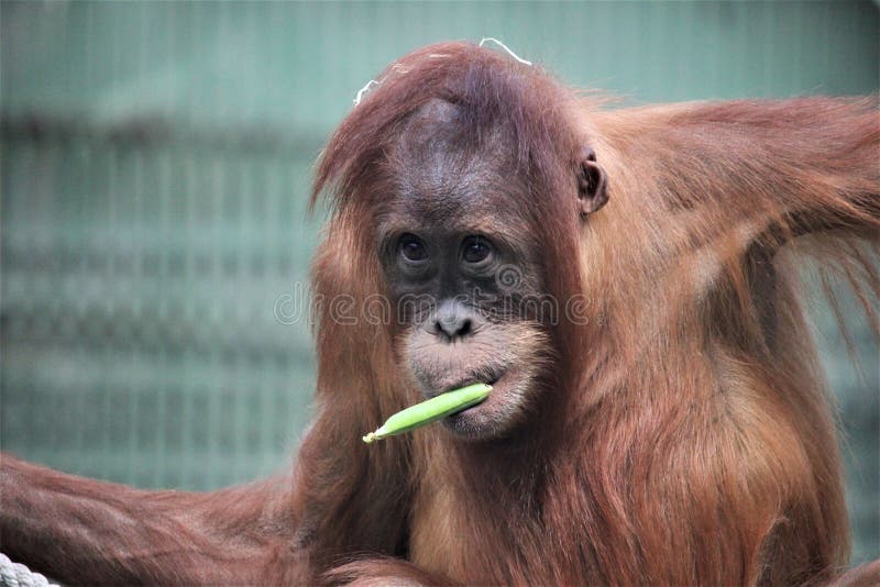 Orangutan, Great Ape, Fauna, Mammal Stock Photo - Image of orangutan ...