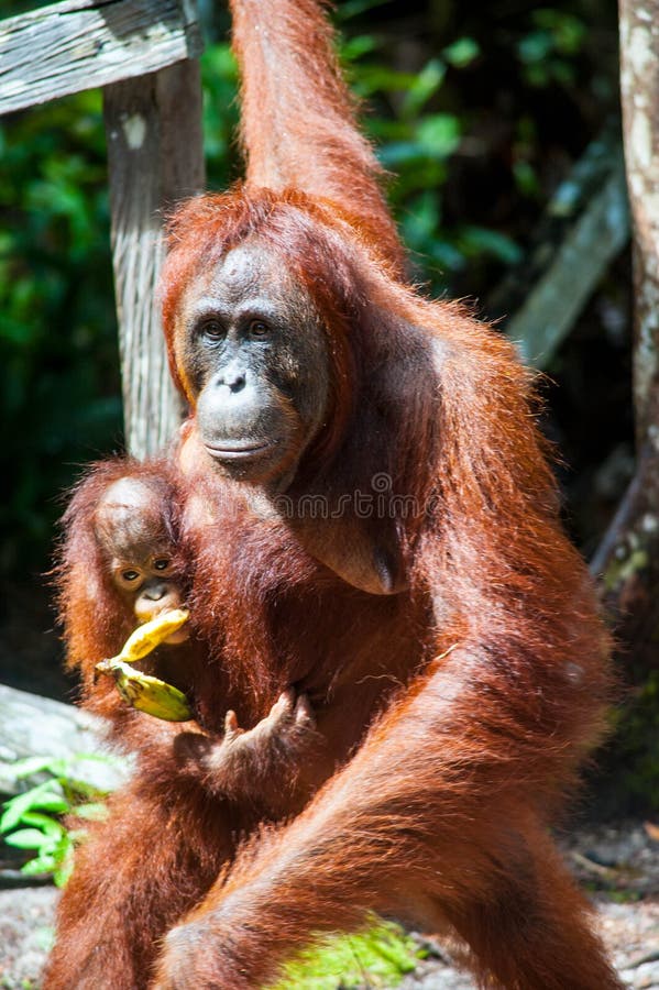 Orangutan Kalimantan Tanjung Puting National Park Indonesia Stock Photo ...