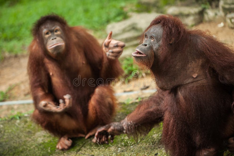 Orangutan in a Malaysian Zoo Stock Photo - Image of national, screaming ...
