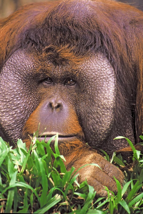 Orangutan male stock photo. Image of face, wildlife, nature - 37244600