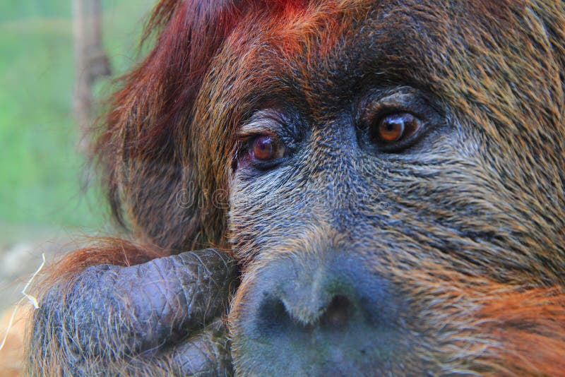 Orangutan monkey head stock image. Image of young, apes - 101617533