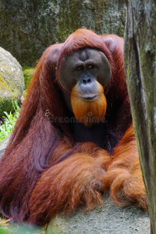 Orangutan monkey stock image. Image of baby, expression - 67631229
